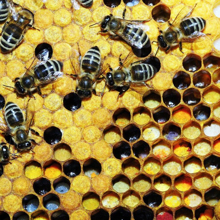 PROPIEDADES DEL POLEN DE ABEJAS