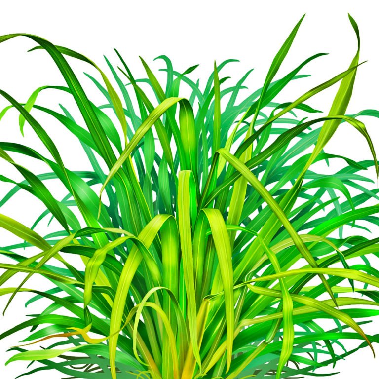 EL MALOJILLO Y SUS FACULTADES MEDICINALES